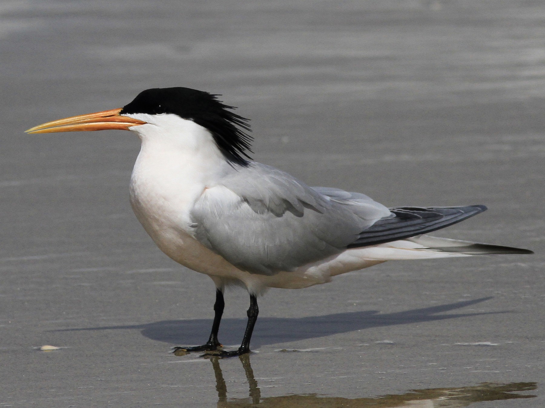 Elegant Tern - eBird