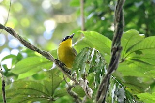 Uluguru Bushshrike - Malaconotus alius - Birds of the World