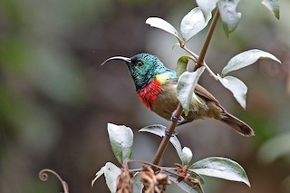 Forest Double-collared Sunbird - Cinnyris fuelleborni - Birds of the World