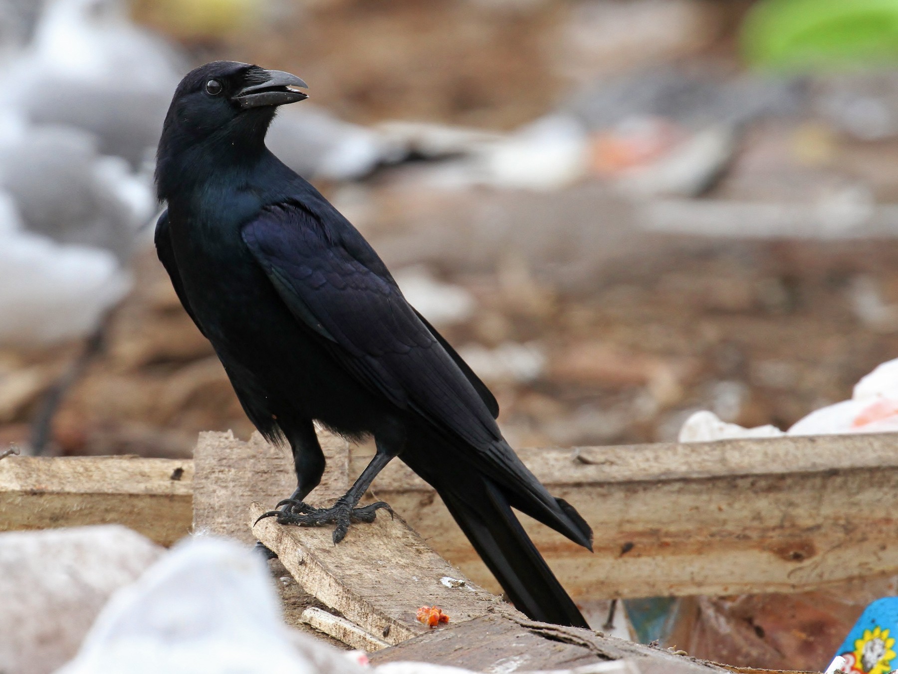 Tamaulipas Crow - eBird