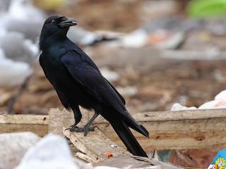 Tamaulipas Crow - eBird