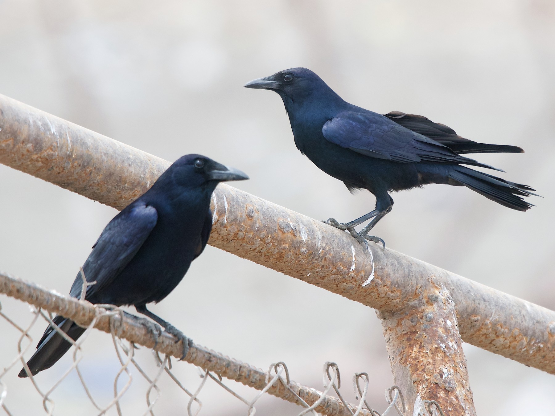 Tamaulipas Crow - eBird