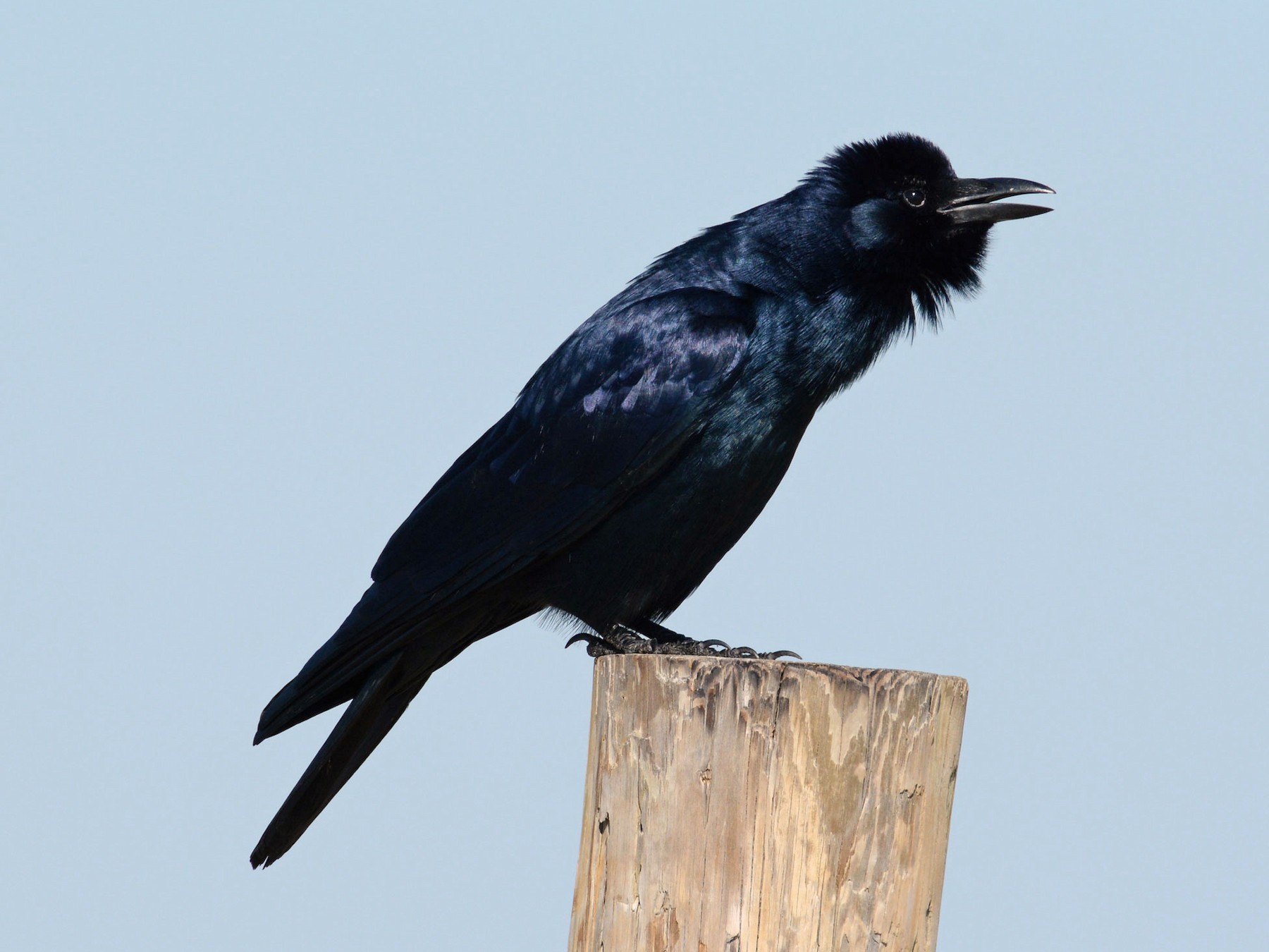 Tamaulipas Crow - eBird