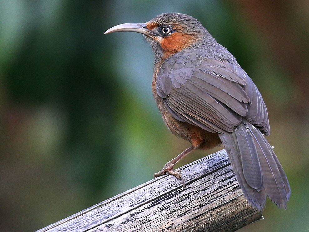 Rusty-cheeked Scimitar-Babbler - eBird