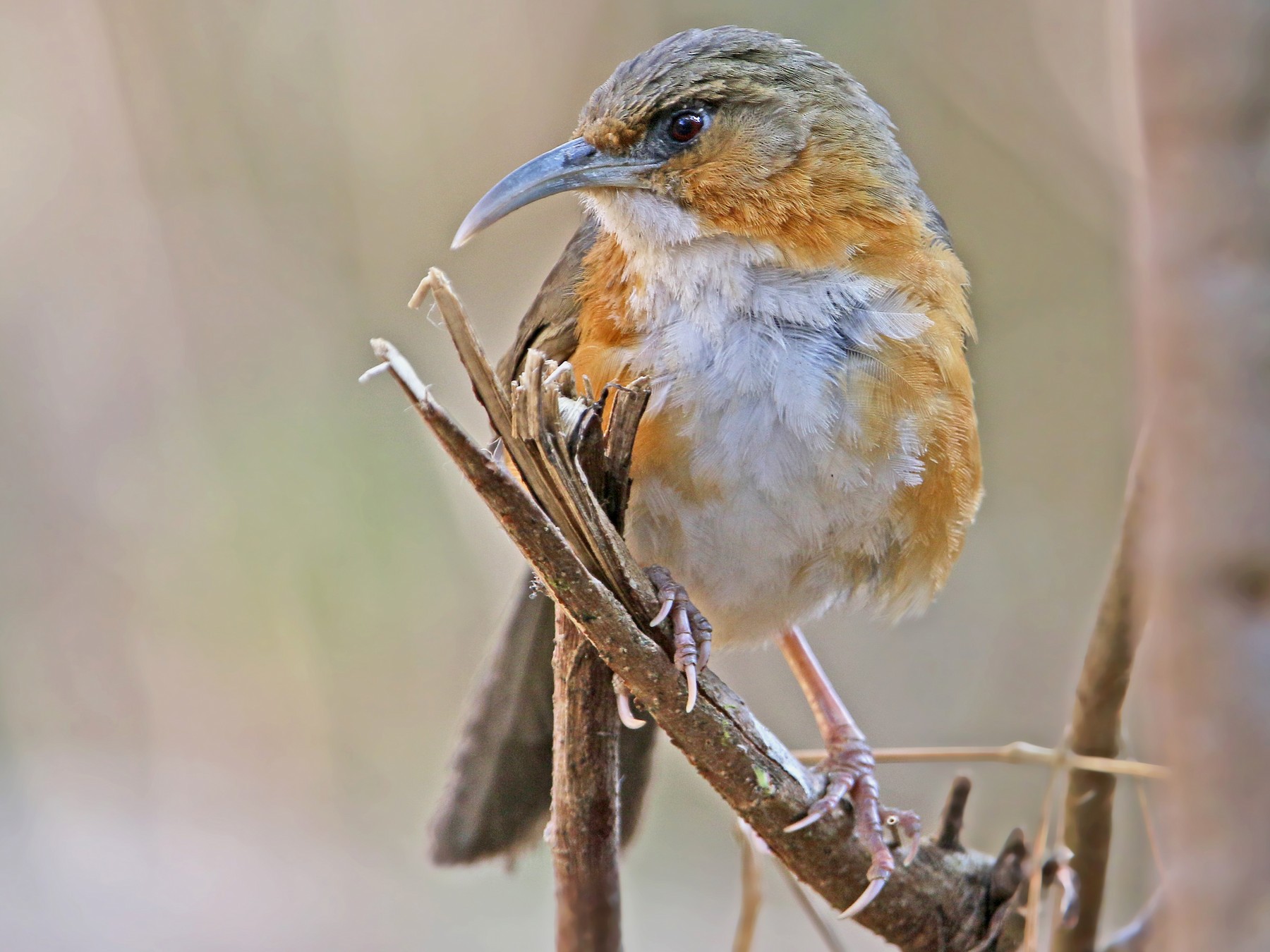 Rusty-cheeked Scimitar-Babbler - eBird