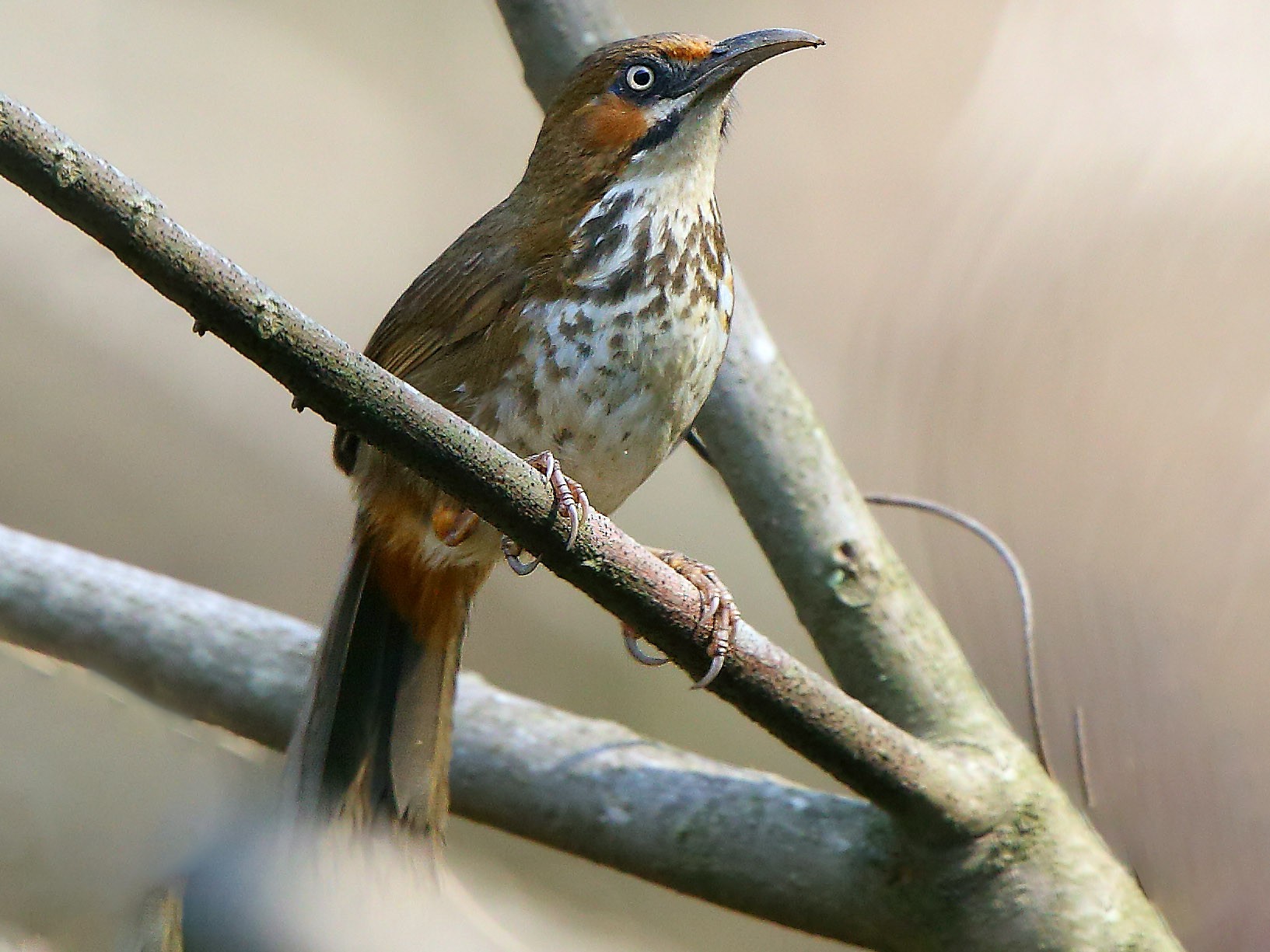 Spot-breasted Scimitar-Babbler - eBird