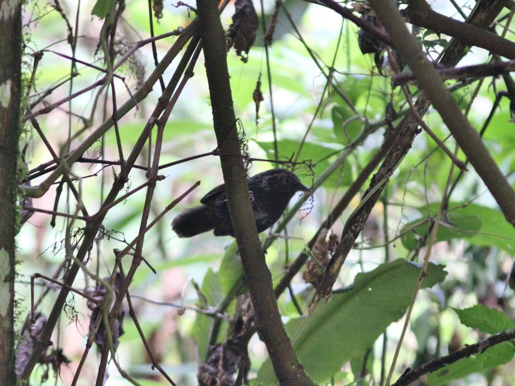 Ratina Picocuña Occidental - eBird