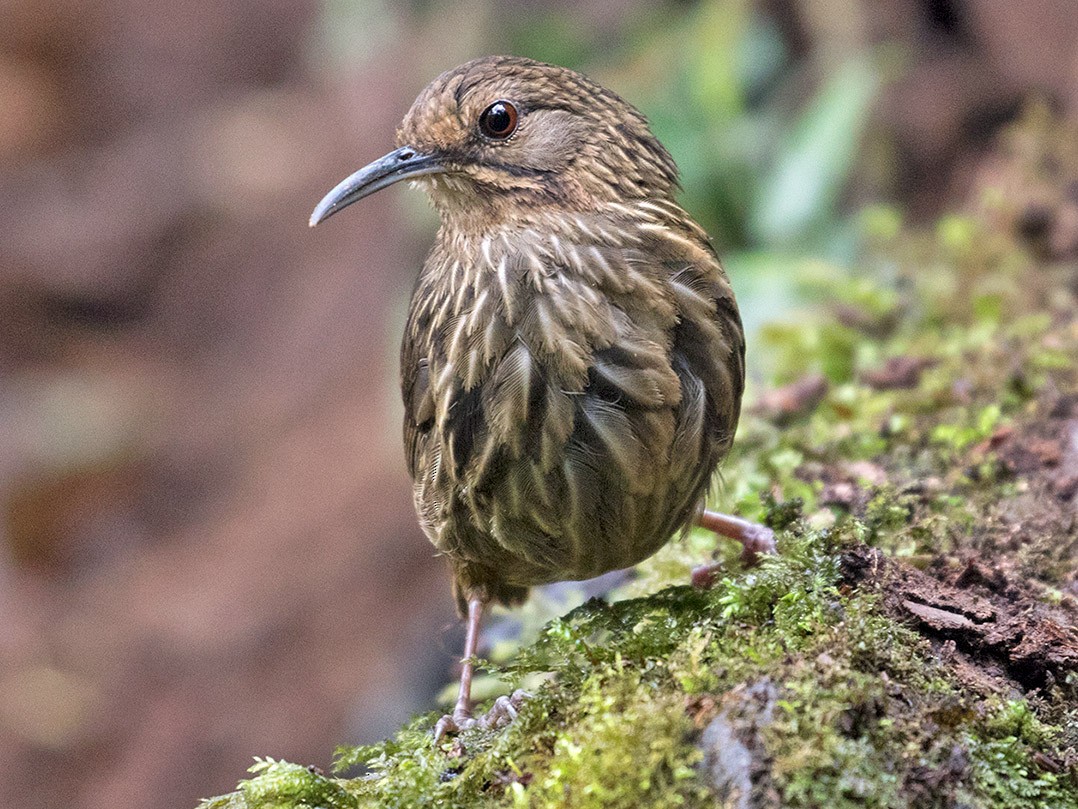 Long-billed Wren-Babbler - eBird