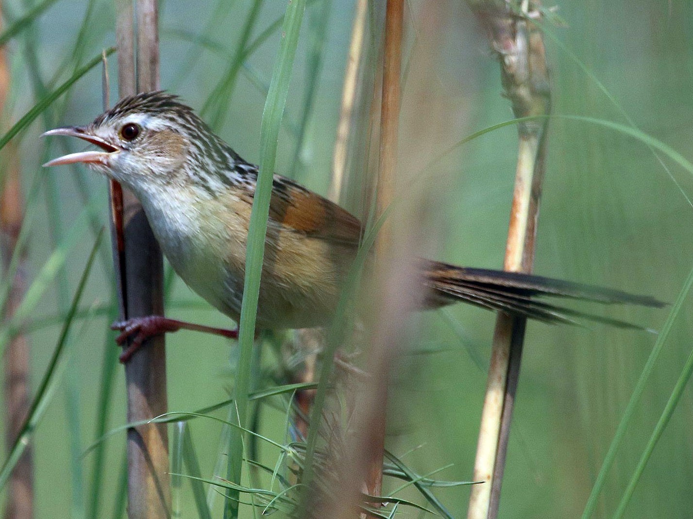Indian Grassbird - eBird