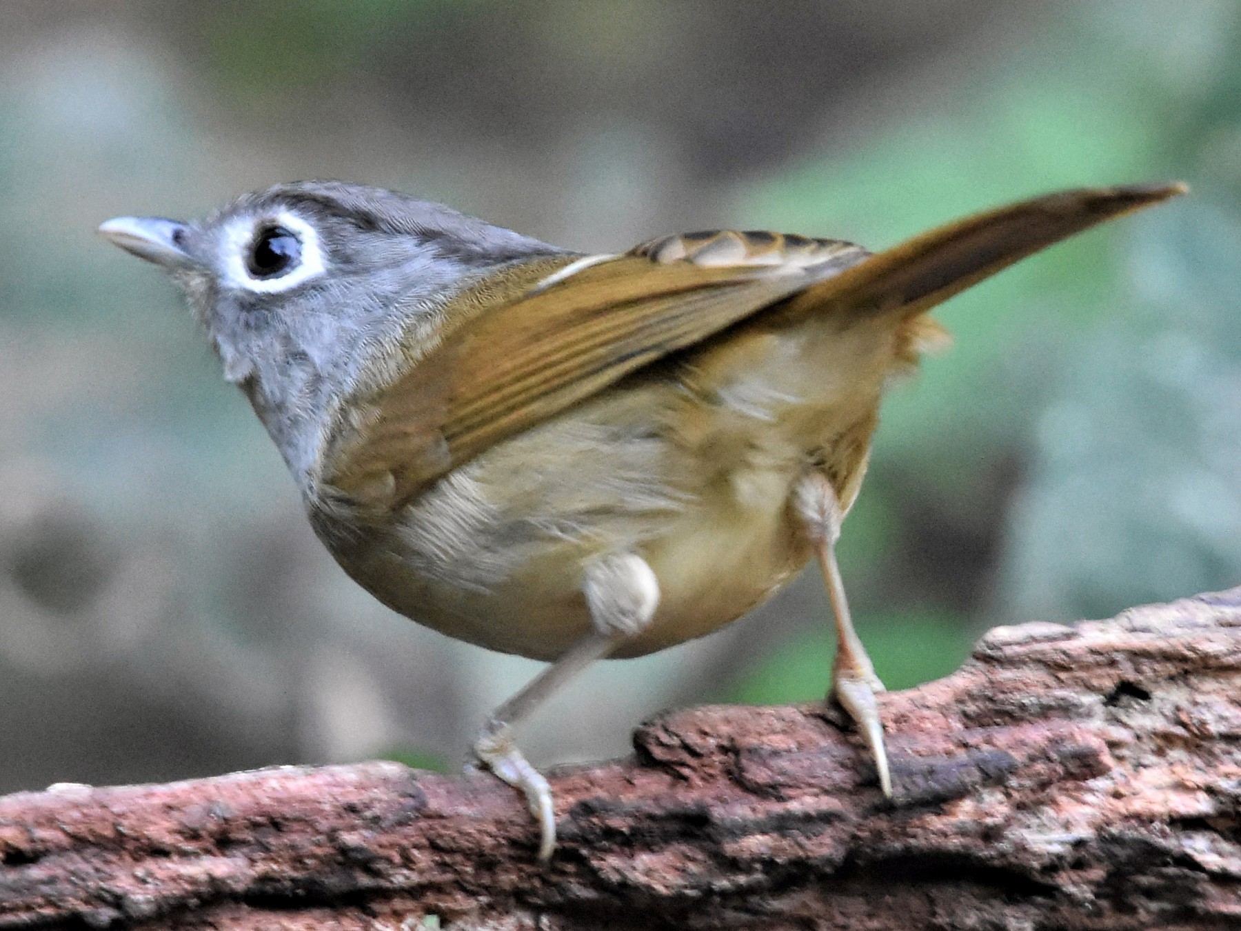 Fulveta Nepalesa - eBird