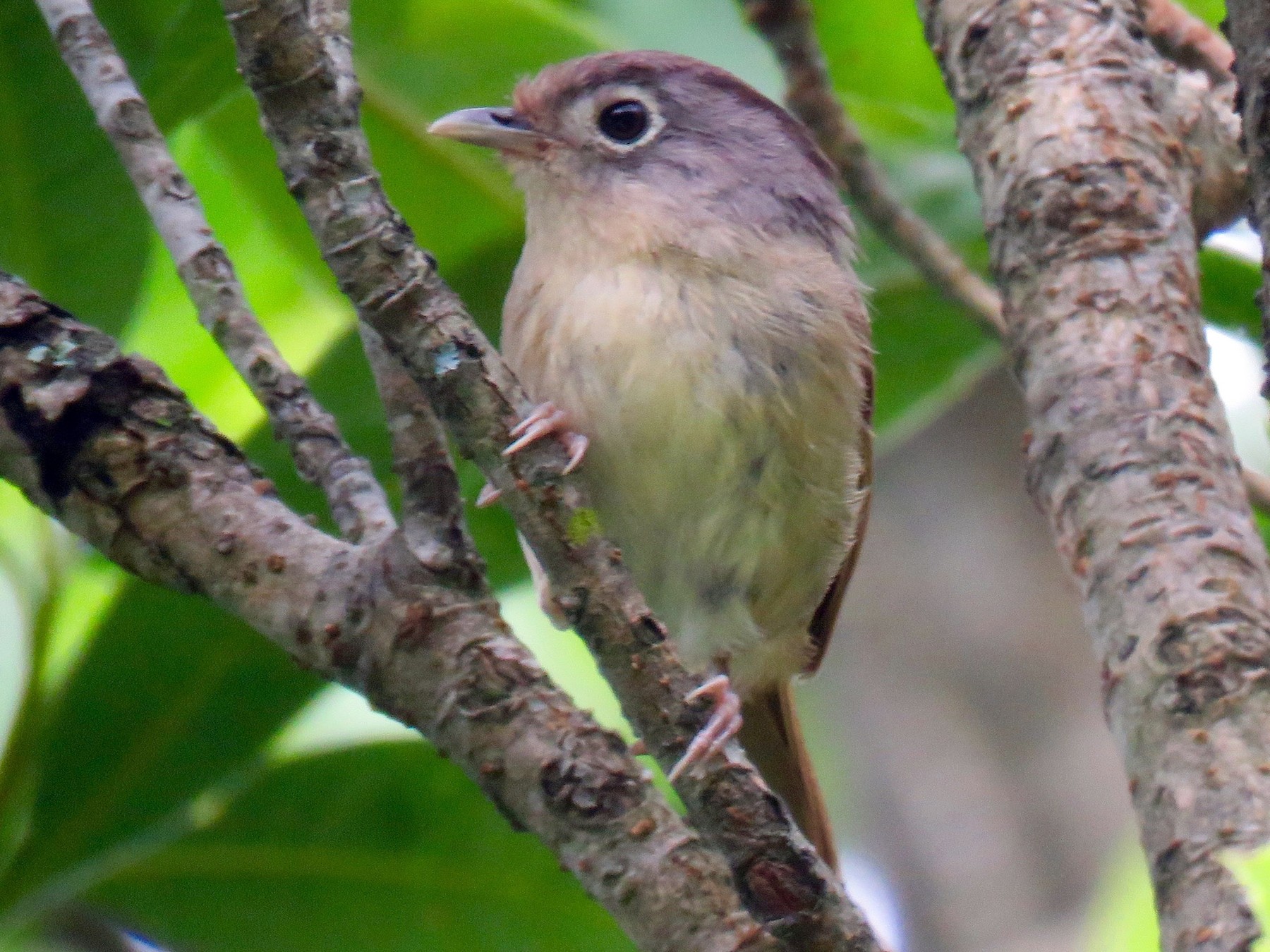 Fulveta Nepalesa - eBird