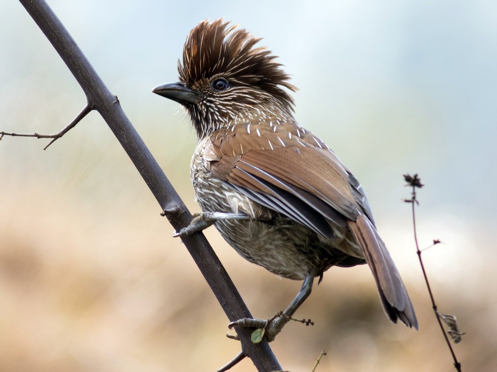 Striated Laughingthrush - eBird