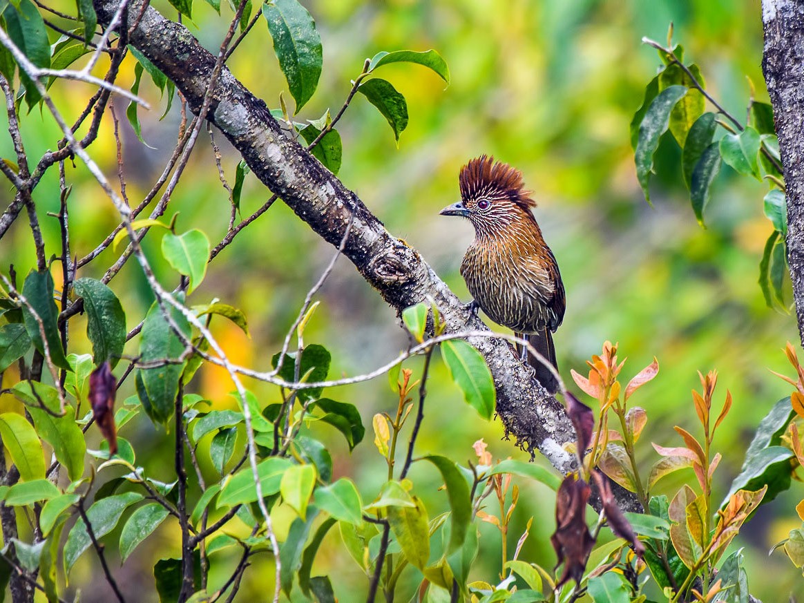 Striated Laughingthrush - eBird