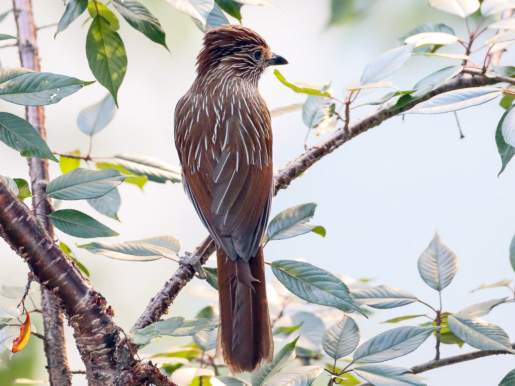 Striated Laughingthrush - eBird