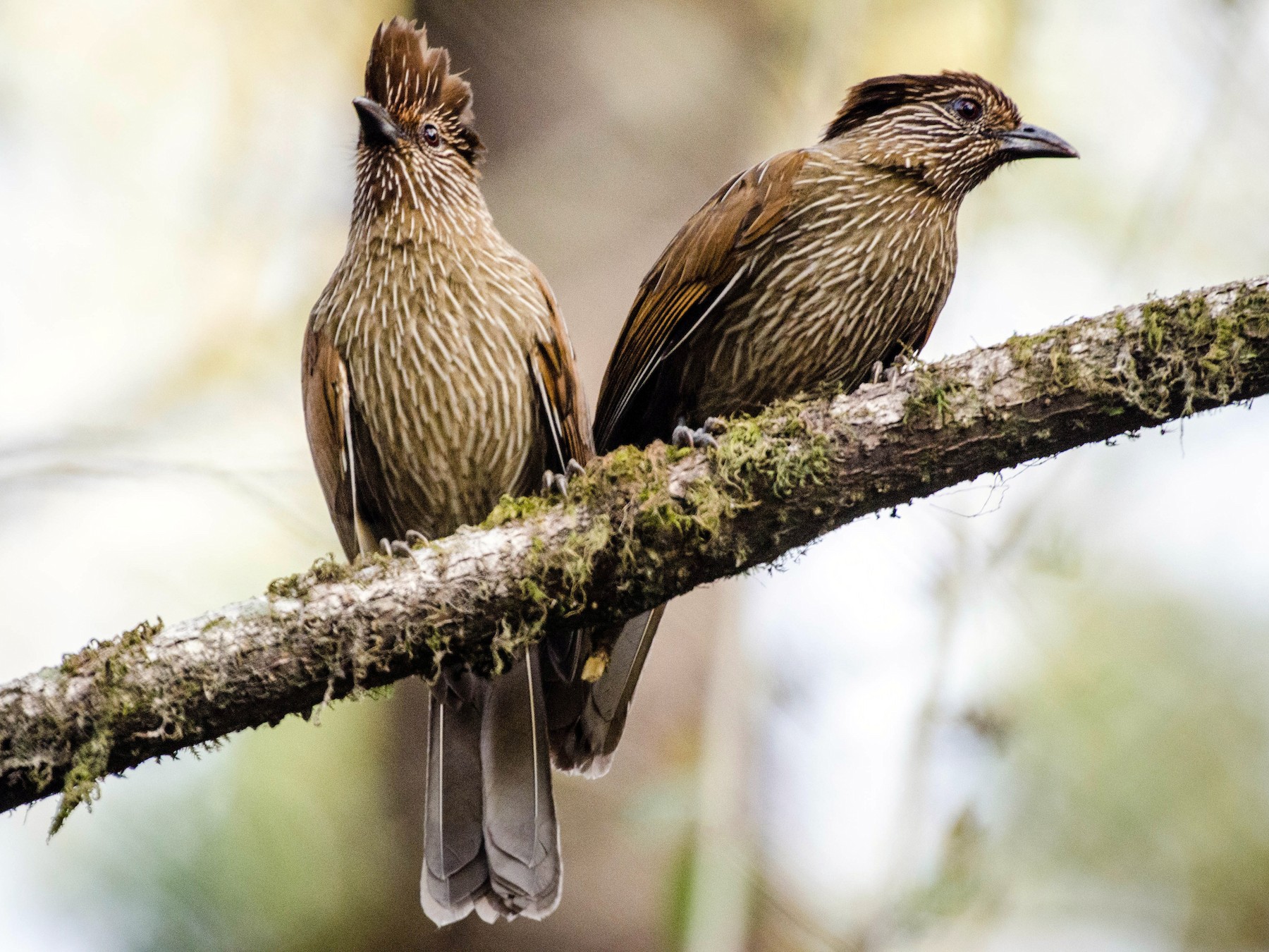 Striated Laughingthrush - eBird