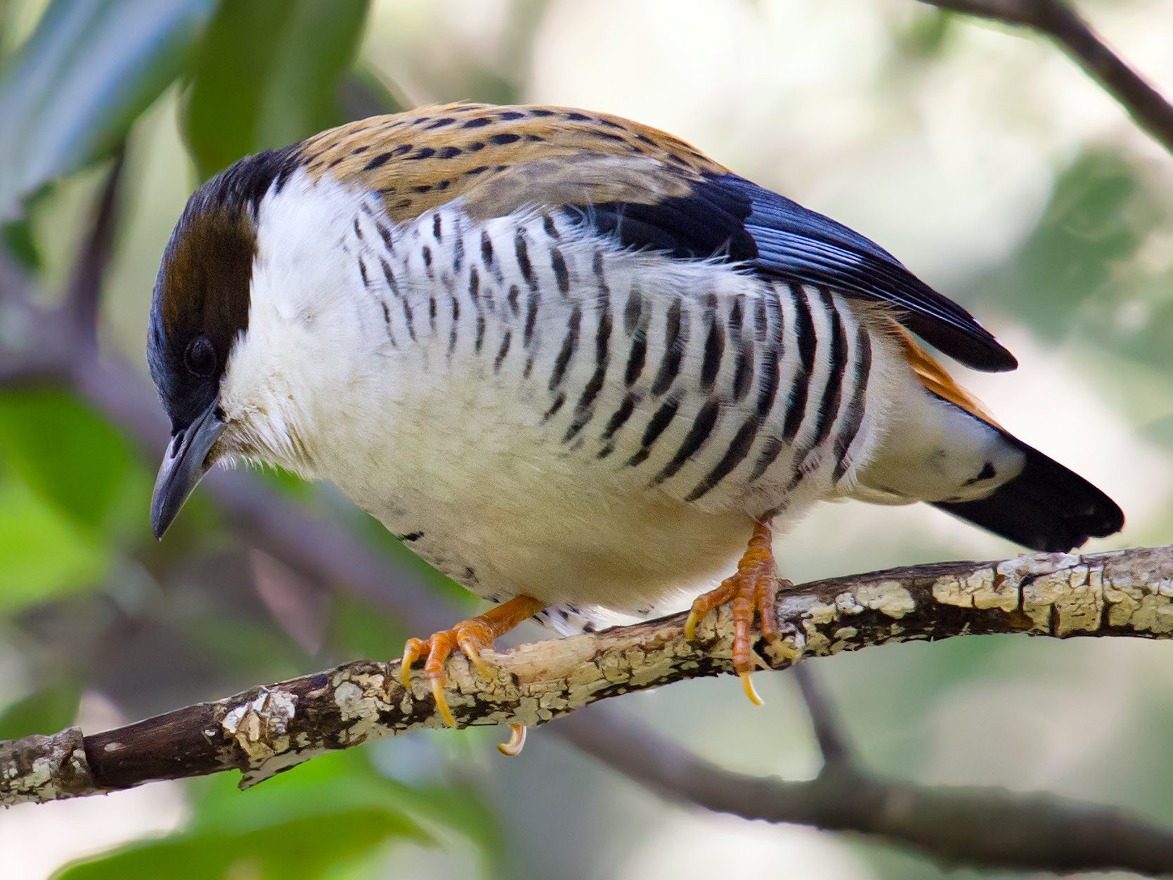 Himalayan Cutia - eBird