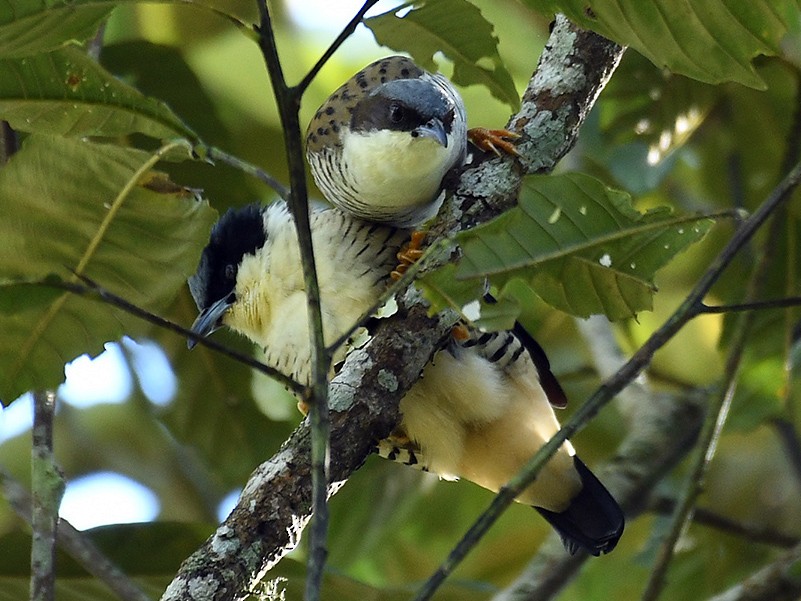 Himalayan Cutia - eBird