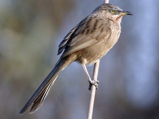 Striated Babbler - eBird