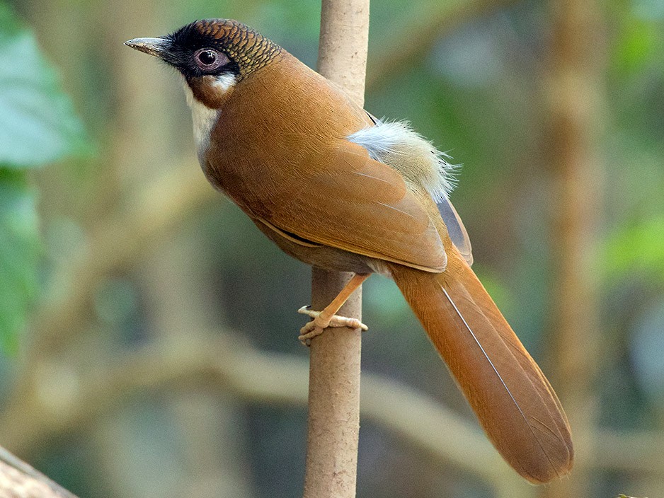 Gray-sided Laughingthrush - eBird