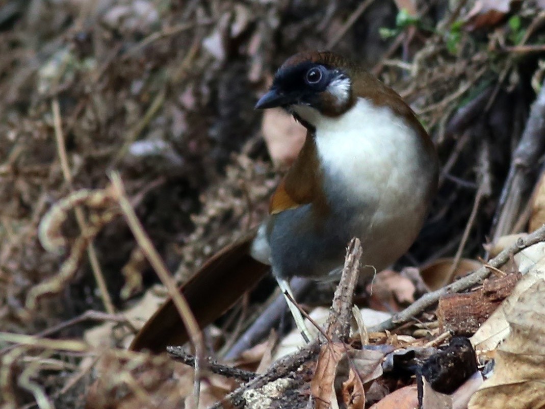 Gray-sided Laughingthrush - eBird