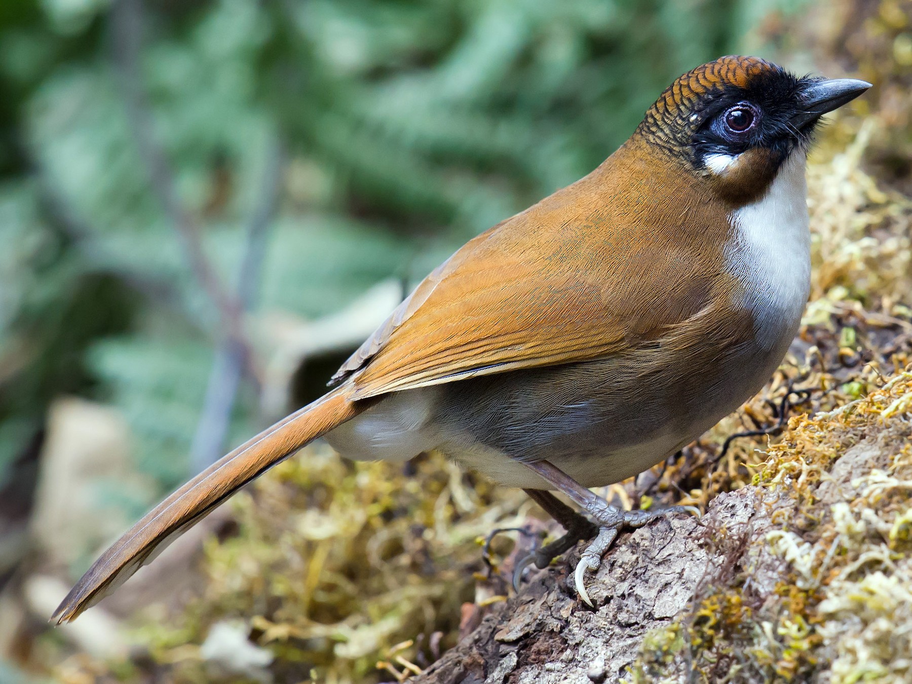 Gray-sided Laughingthrush - eBird