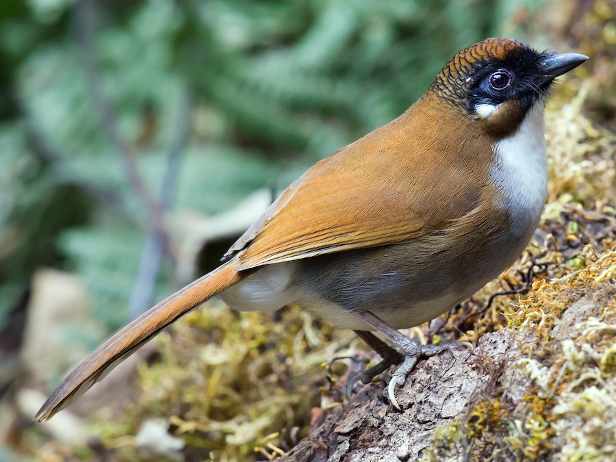 Grey-sided Laughingthrush - eBird