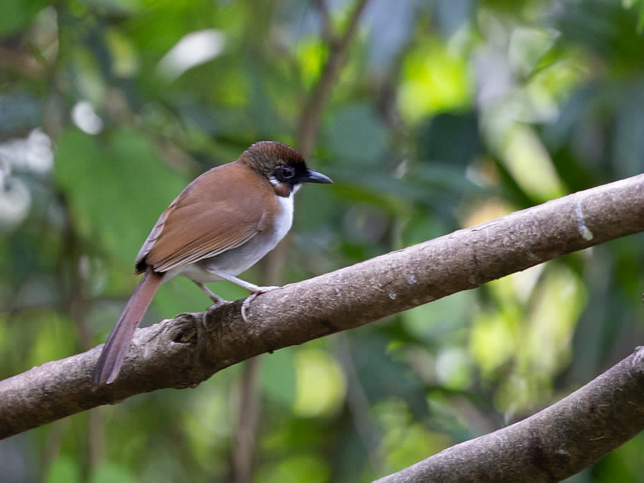 Gray-sided Laughingthrush - eBird