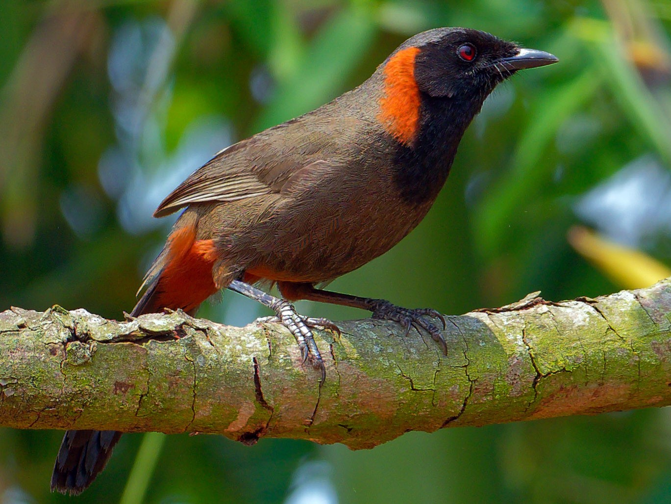 Rufous-necked Laughingthrush - eBird