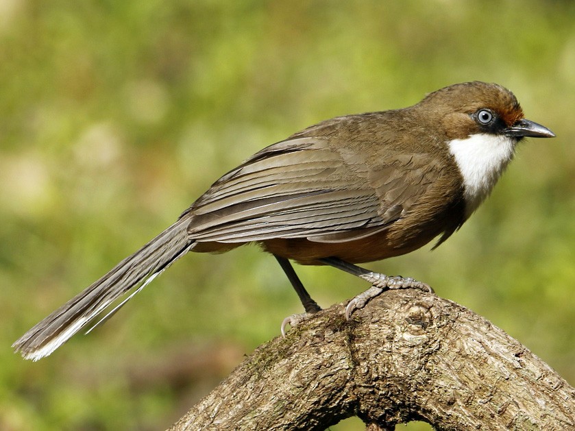 White-throated Laughingthrush - Pterorhinus albogularis - Birds of the ...