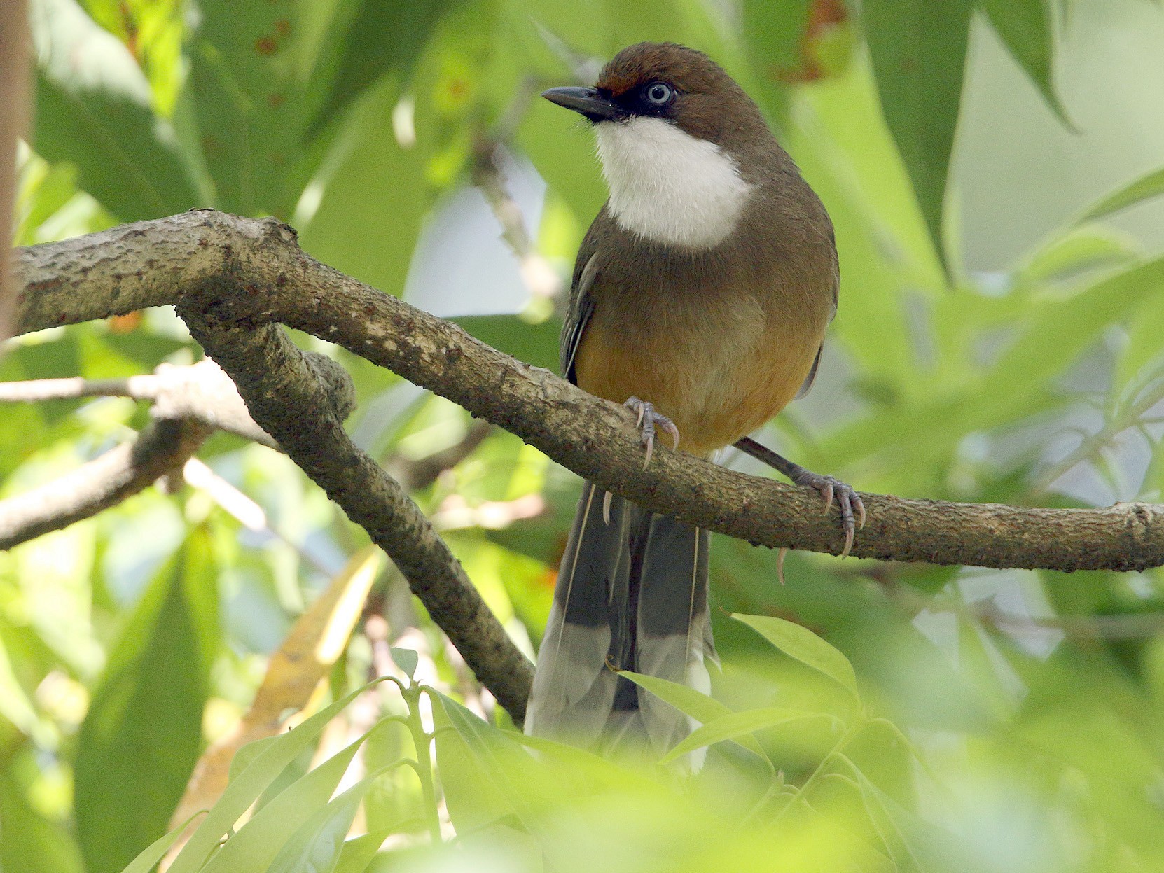 White-throated Laughingthrush - eBird