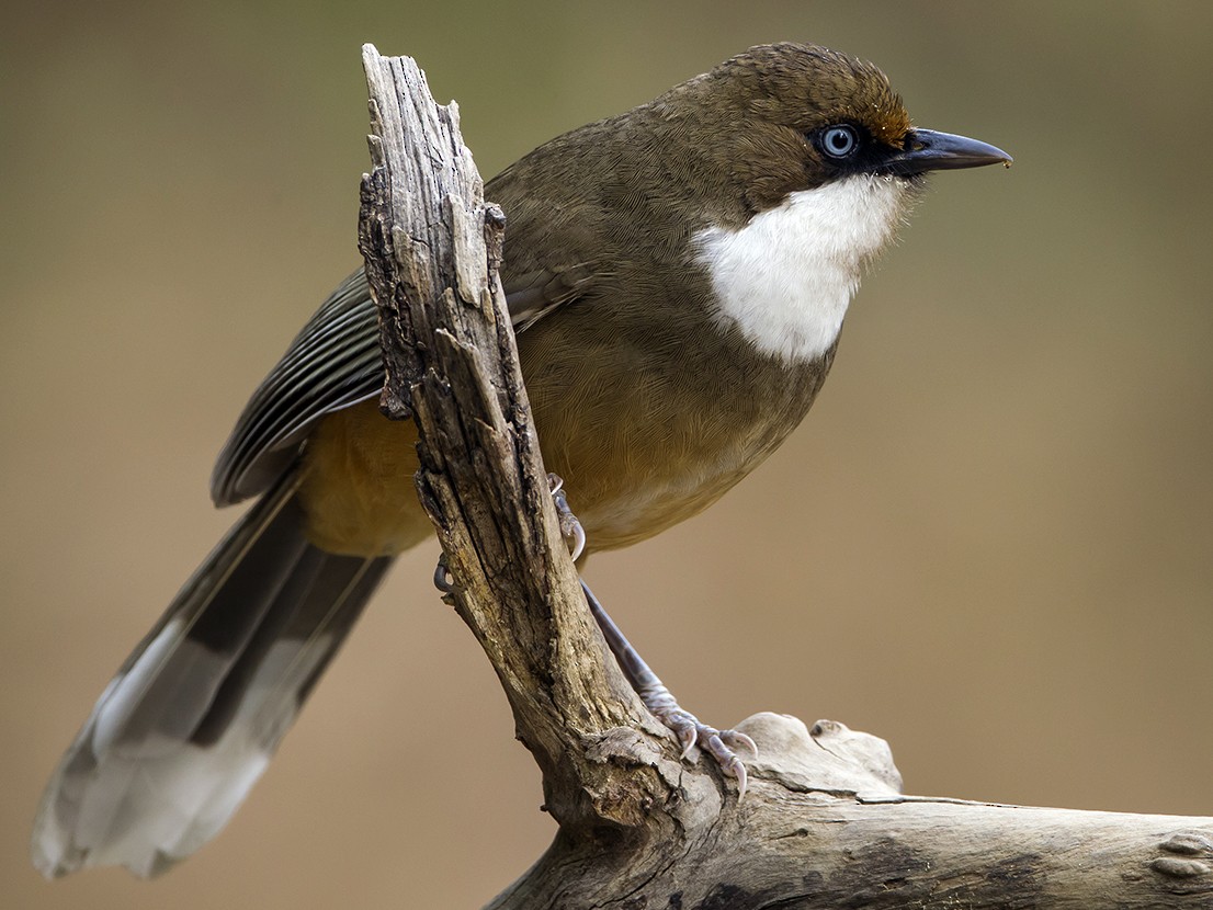 White-throated Laughingthrush - eBird