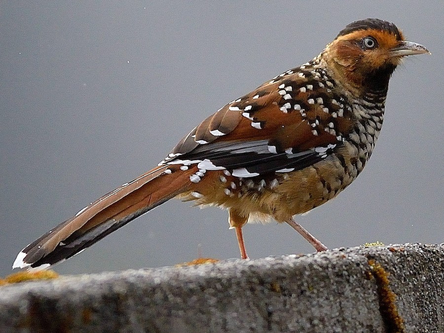 Spotted Laughingthrush - eBird