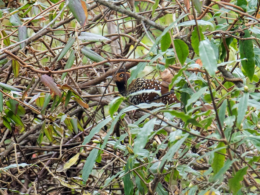 Spotted Laughingthrush - eBird