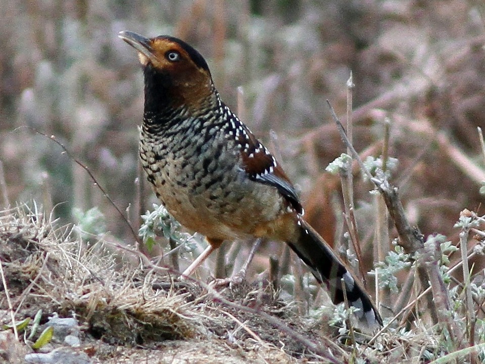 Spotted Laughingthrush - eBird