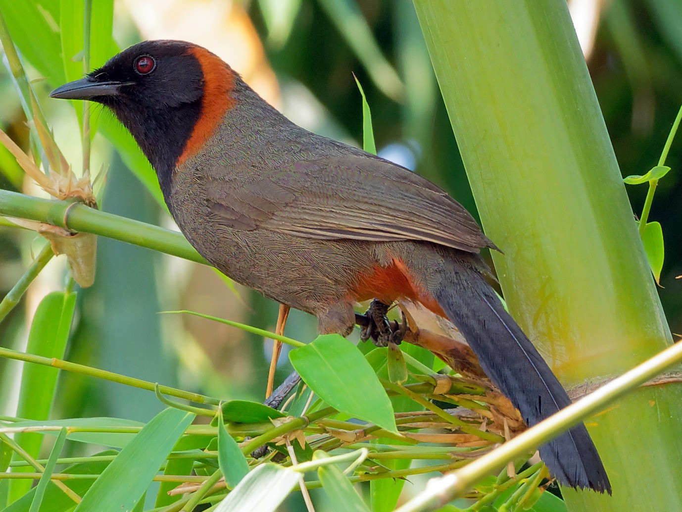 Rufous-necked Laughingthrush - eBird