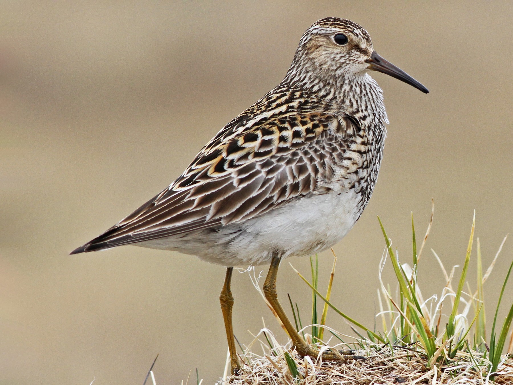Pectoral Sandpiper - eBird