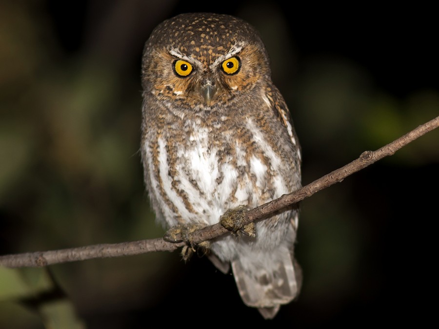 Elf Owl - eBird