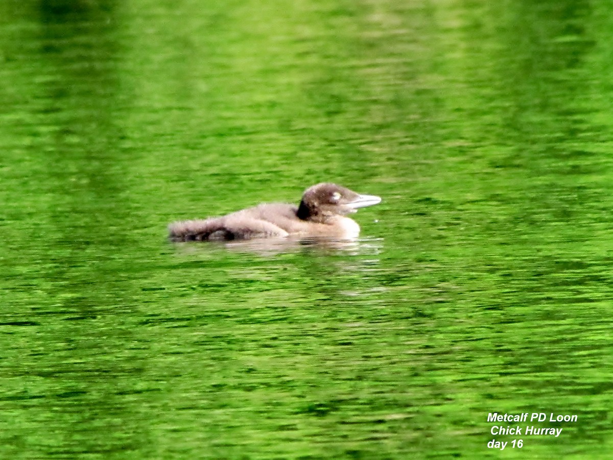 eBird Checklist - 1 Aug 2019 - Metcalf Pond - Fletcher (81 acres) - 1 ...