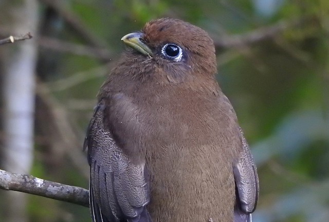 Photos - Atlantic Black-throated Trogon - Trogon chrysochloros - Birds of the World