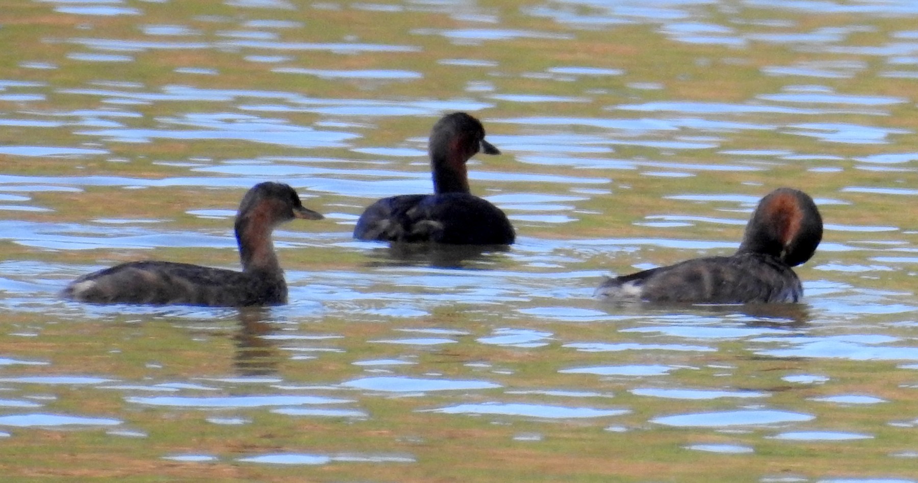 Little Grebe (Tricolored) - eBird