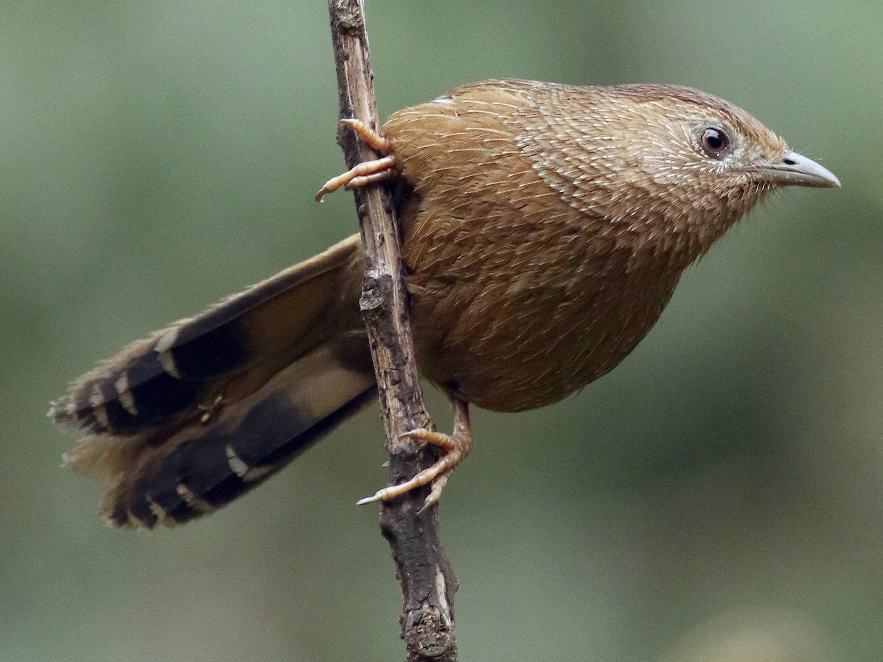 Bhutan Laughingthrush - eBird