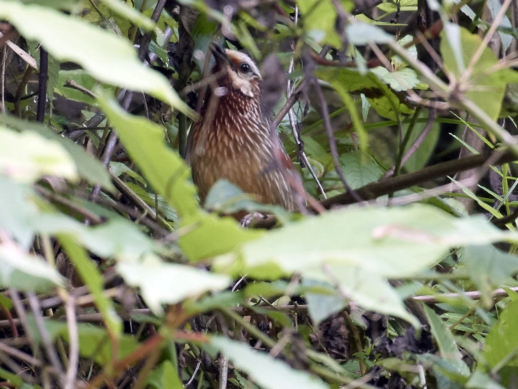 Striped Laughingthrush - eBird