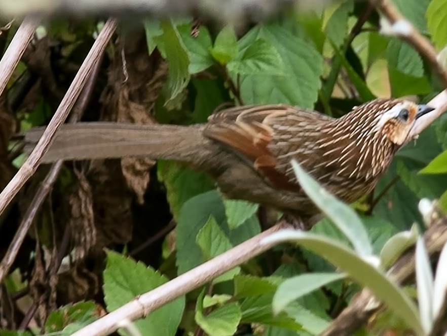 Striped Laughingthrush - eBird