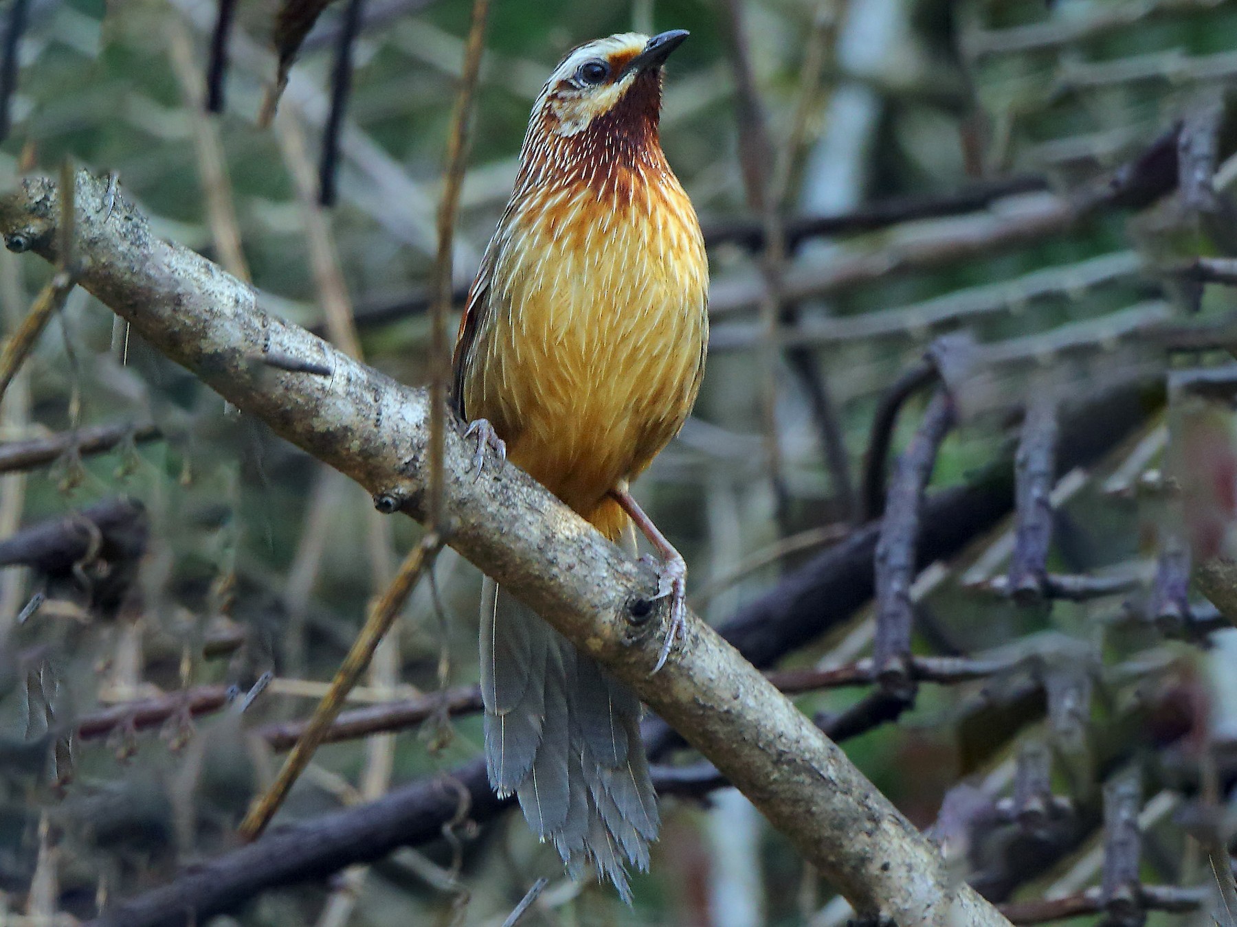 Striped Laughingthrush - eBird