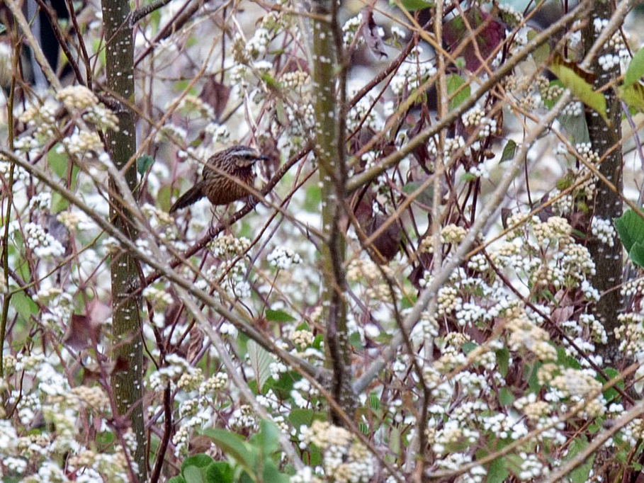 Striped Laughingthrush - eBird