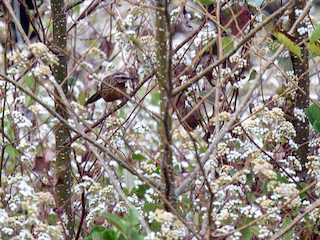 Striped Laughingthrush - eBird