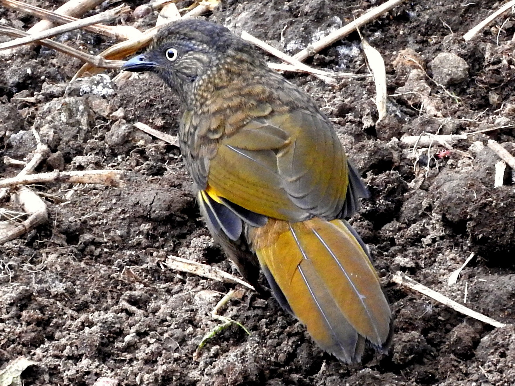 Scaly Laughingthrush - eBird