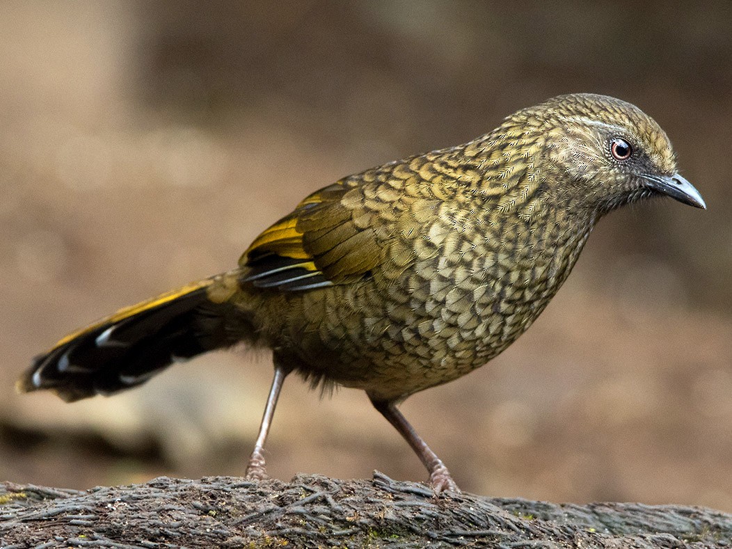 Scaly Laughingthrush - eBird