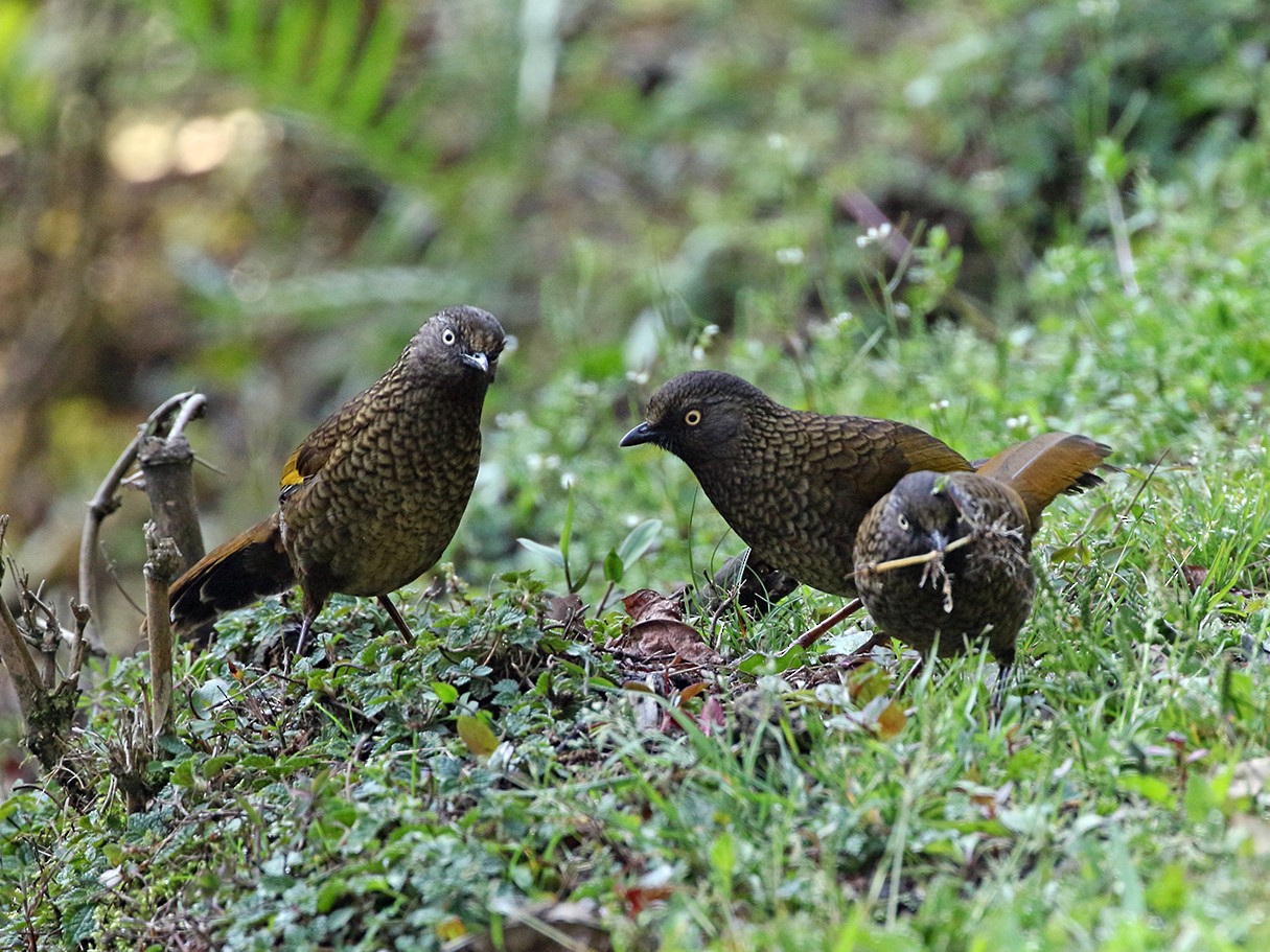 Scaly Laughingthrush - eBird