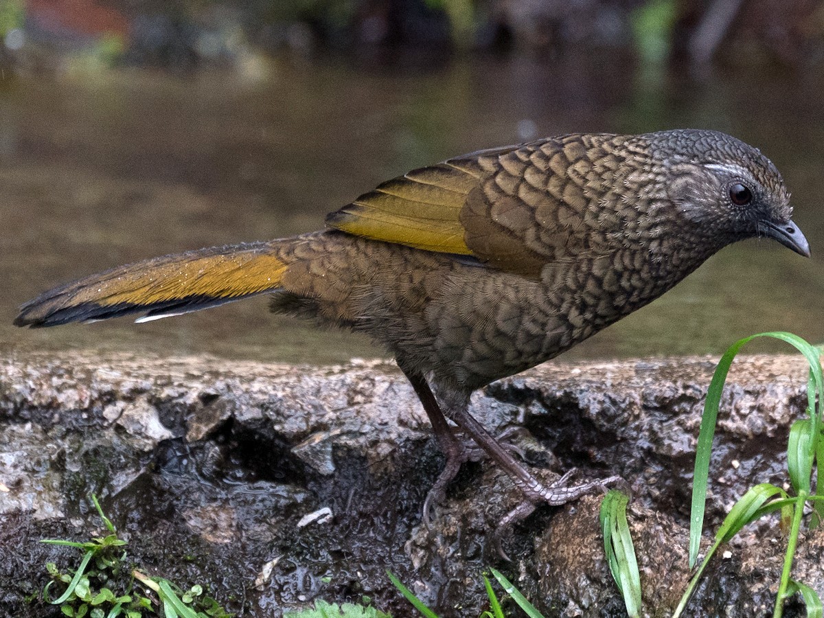 Scaly Laughingthrush - Trochalopteron subunicolor - Birds of the World